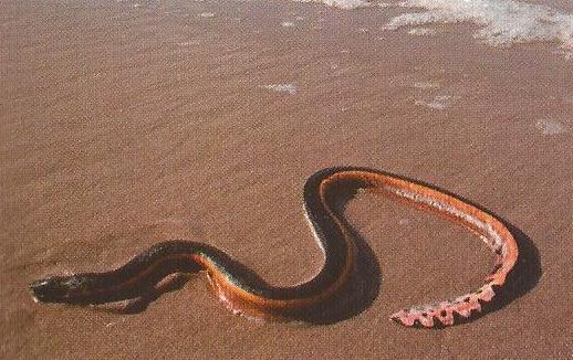 Infinito e Diverso: Serpente Marinha