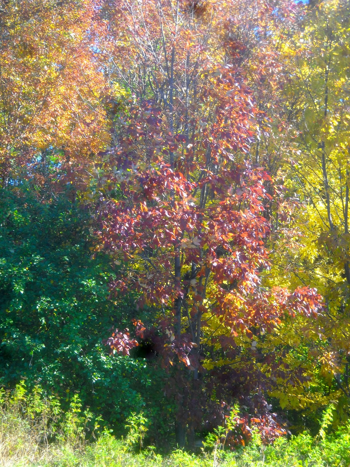 Art's Bayfield Almanac: ASH SPECIES FALL LEAF COLOR