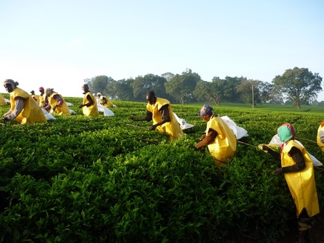 Labor Intensive Agriculture