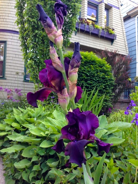 Spring garden assessments...