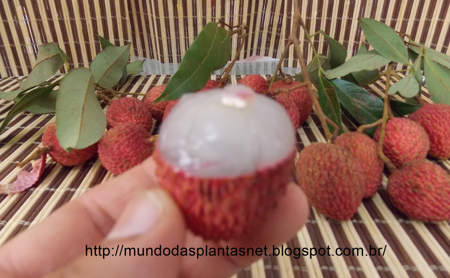 Mundo das Plantas : Lichia