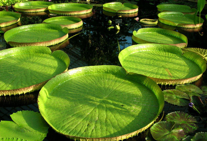 Vitória-régia - Victoria amazonica