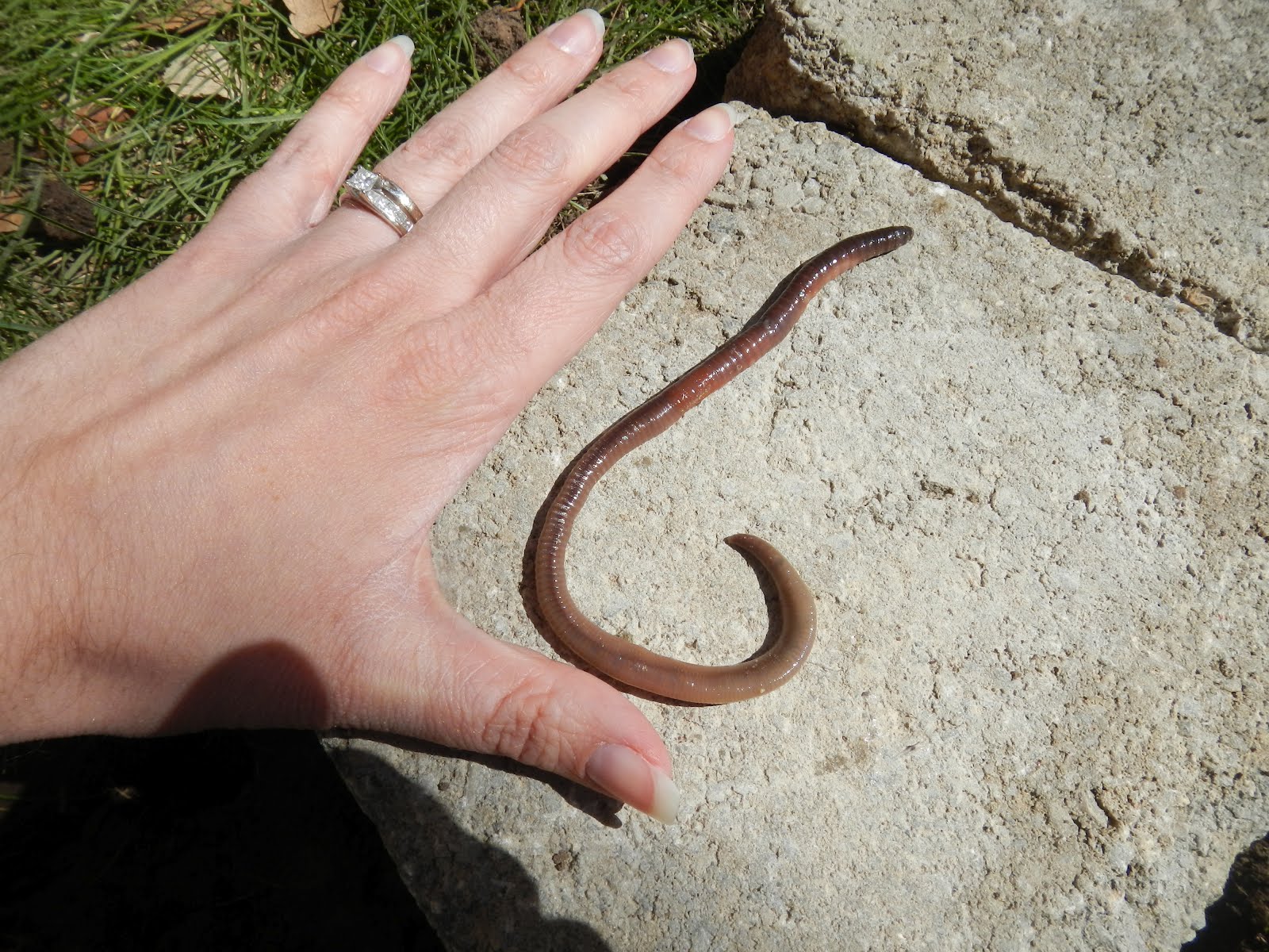 The Reinert Adventures: Yard Improvements: The Longest Worm You've Ever ...