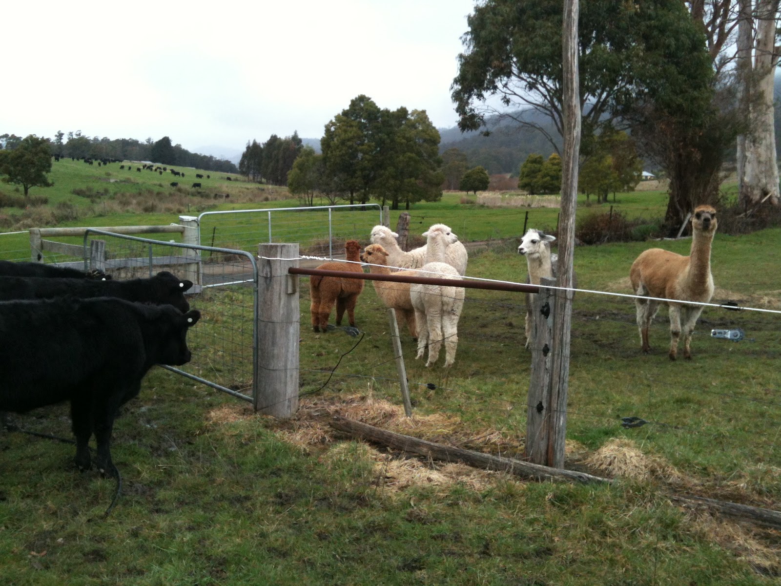 A day in the life: And then our new cow jumped over the fence...