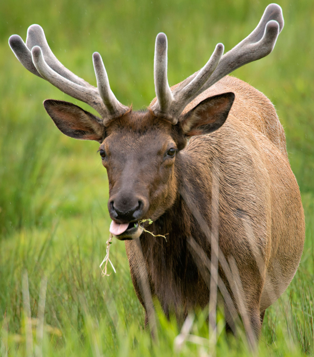 Robin Loznak Photography: Roosevelt elk in the spring