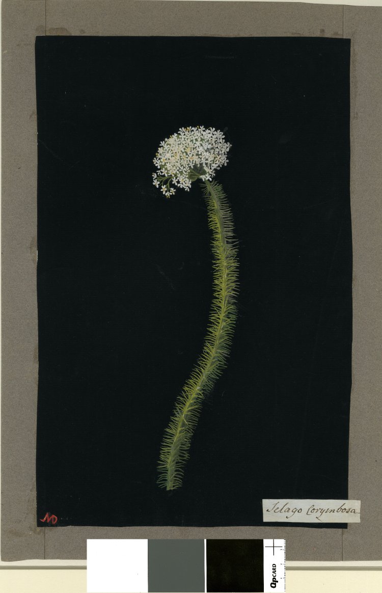 nickyskye meanderings: Mary Delany, collage artist of flowers in the 1700's