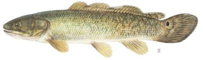 Bowfin (Amia Calva) ~ Fish Info and Picture
