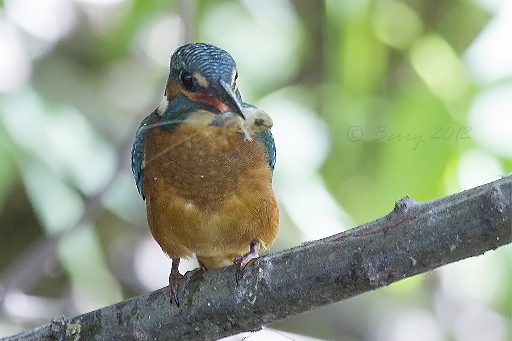 El Rinche de Berry : Fotos de Aves