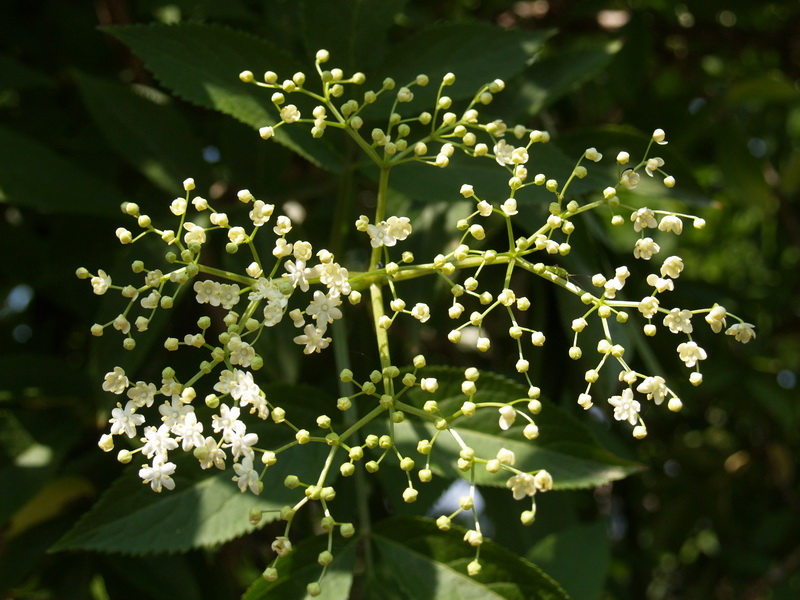 Verde y Cordial: Flor de Saúco