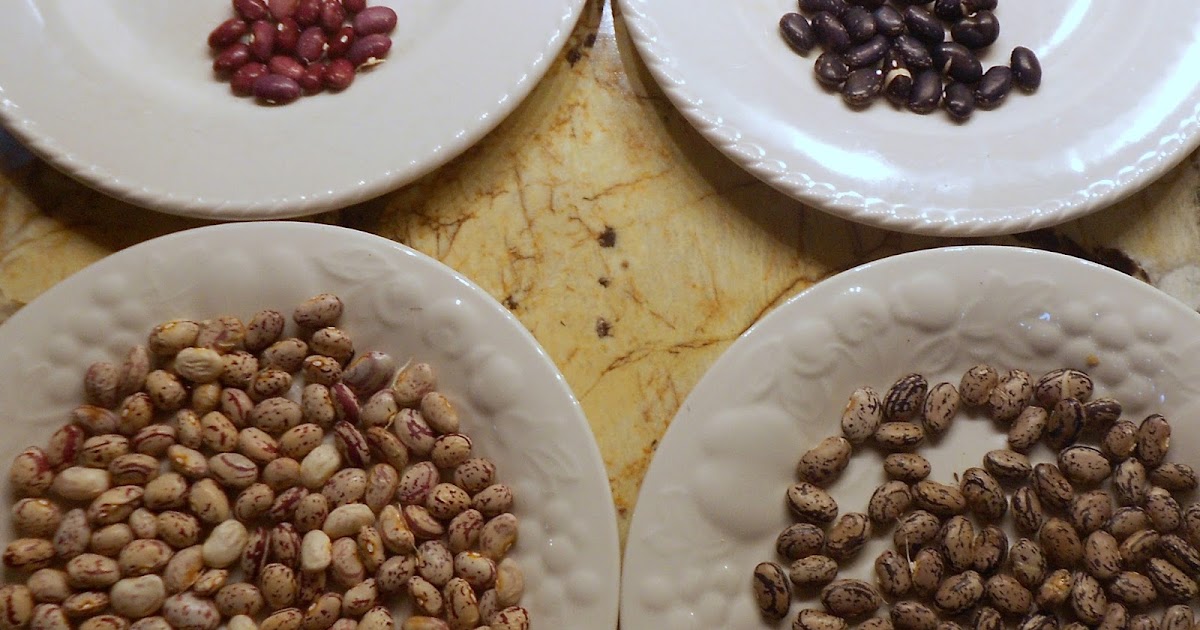 Daniel's Pacific NW Garden: Saving Chinese Bean Seeds. 10.4.16