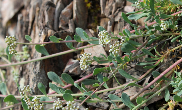Flora silvestre de Ateca: Corrigiola litoralis subsp. telephiifolia ...