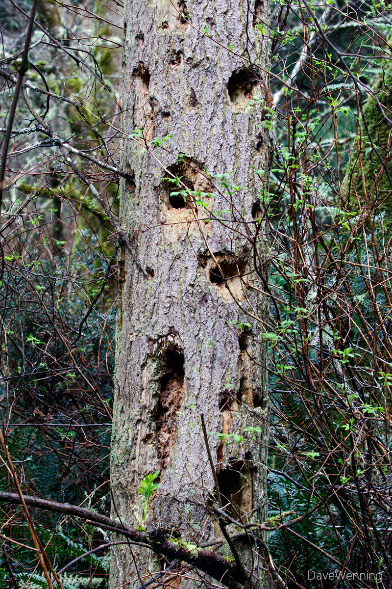 Now Showing and Coming Attractions