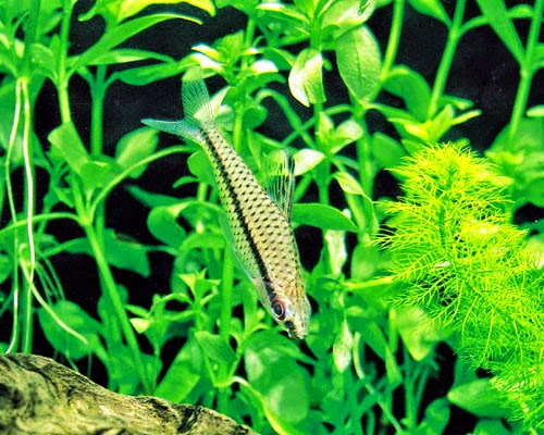 HEADSTANDER FISH photos - wallpapers | the fun bank