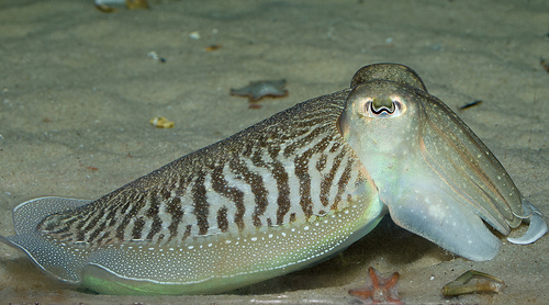Behind the French Menu: Seiche – Cuttlefish. Cuttlefish in French Cuisine.