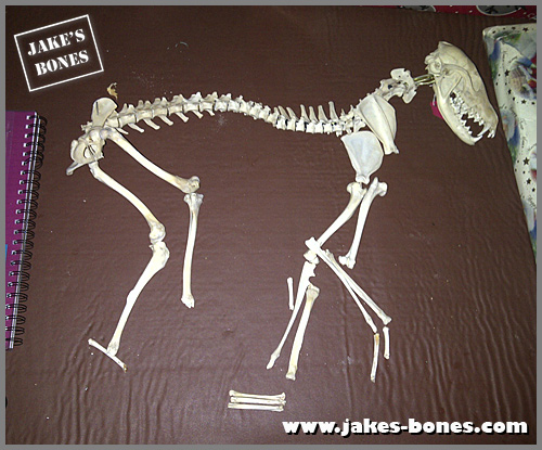 How to re-articulate a fox skeleton: part one : Jake's Bones