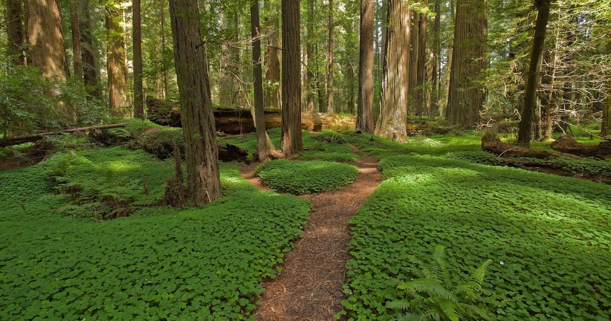 Kari LikeLikes: Clover Forest Path, California #nature