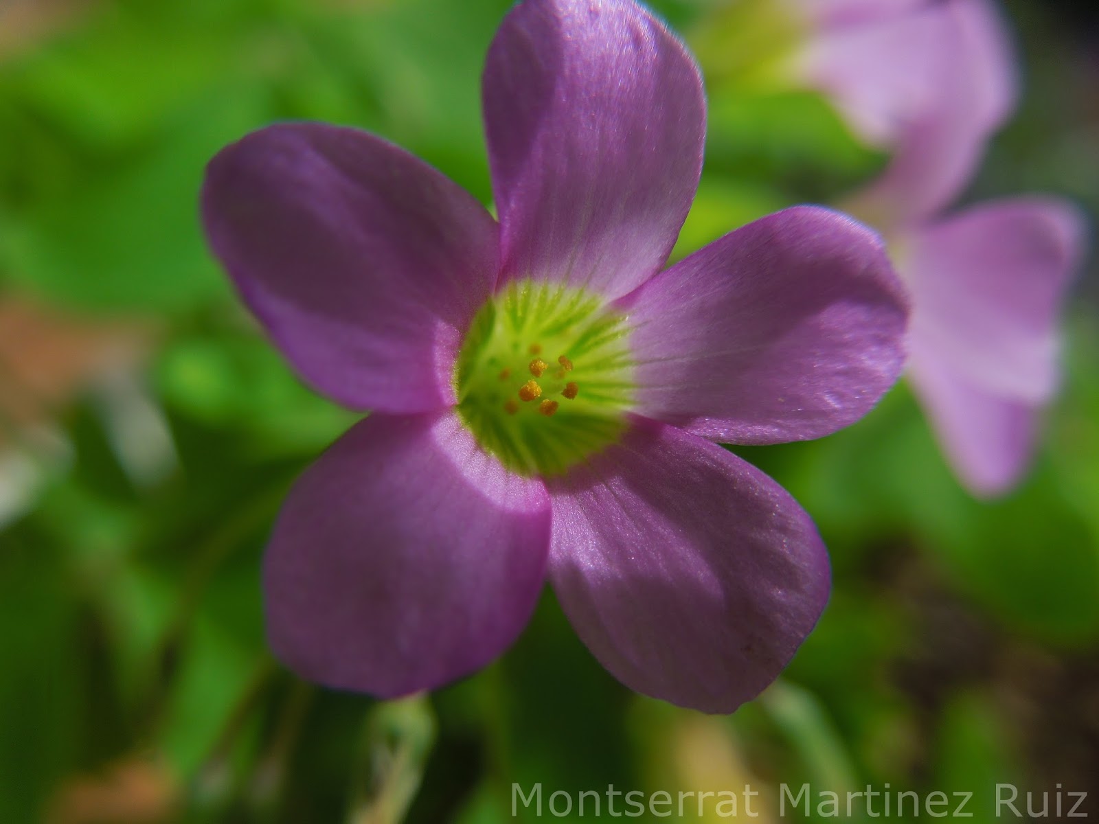 OXALIS LATIFOLIA - BOTÀNIC SERRAT