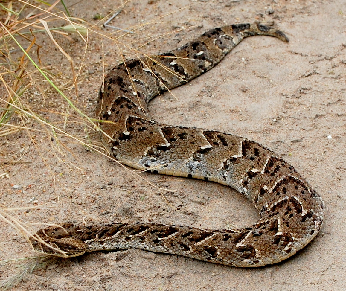 Puff Adder Snake | The Serpent | Pinterest | Snakes, Snake Venom and ...