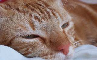 Kucingku Duniaku: Masalah kesihatan kucing 1....muntah, cirit birit dan ...