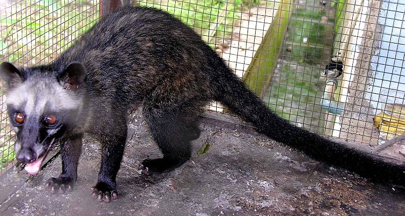 CV. RAJA INTI.: Daftar Nama Binatang Langka Yang Dilindungi Di Indonesia