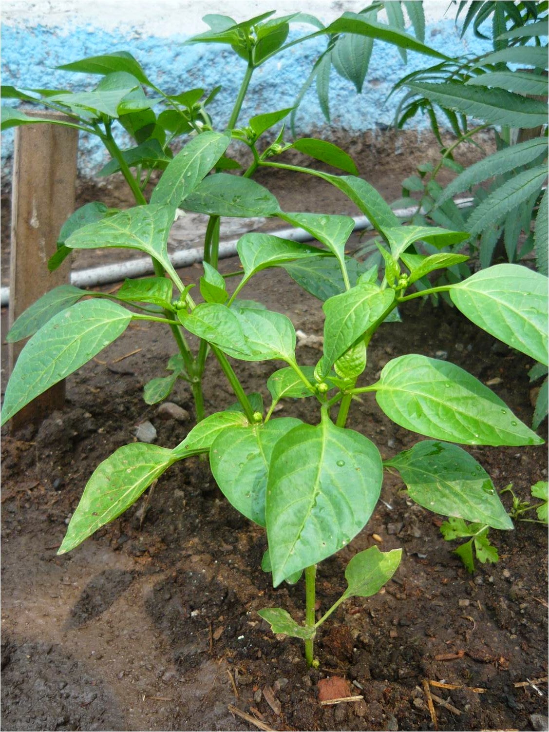 ALTERNATIVA ECOLÓGICA: CULTIVO DE AJÍ