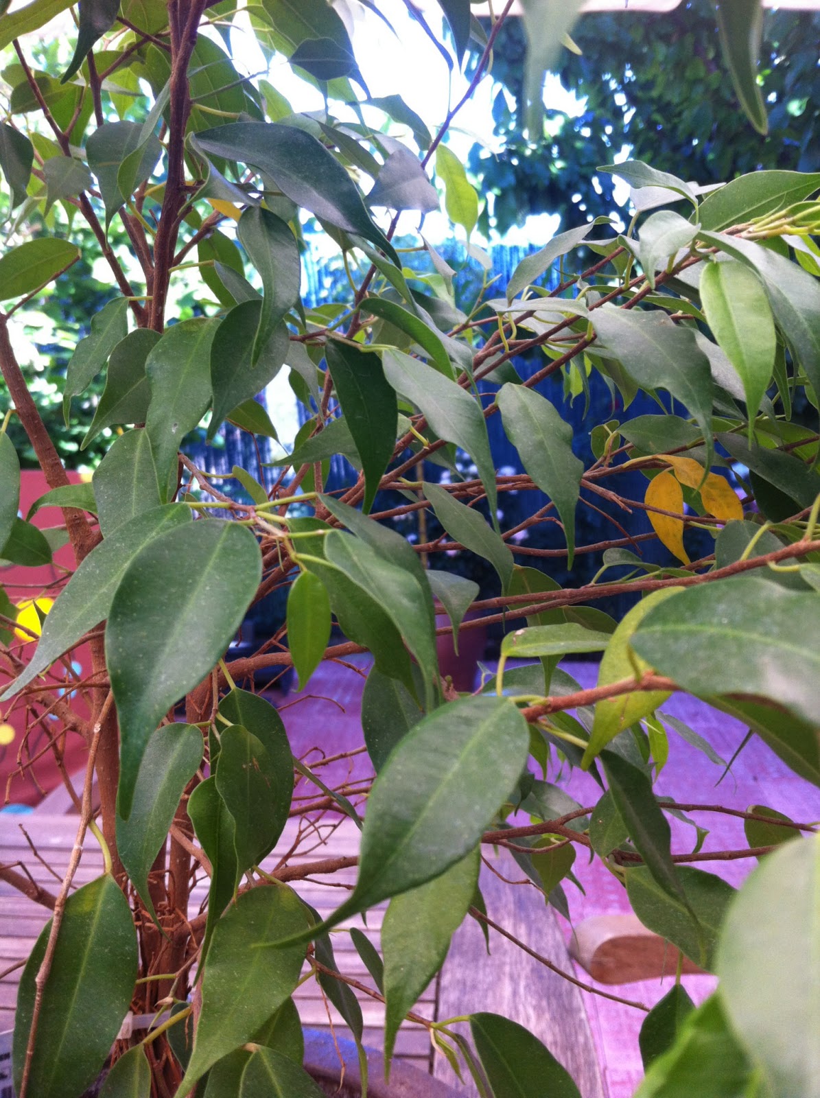 La Mar de VeRde: FICUS BENJAMINA O MATAPALO