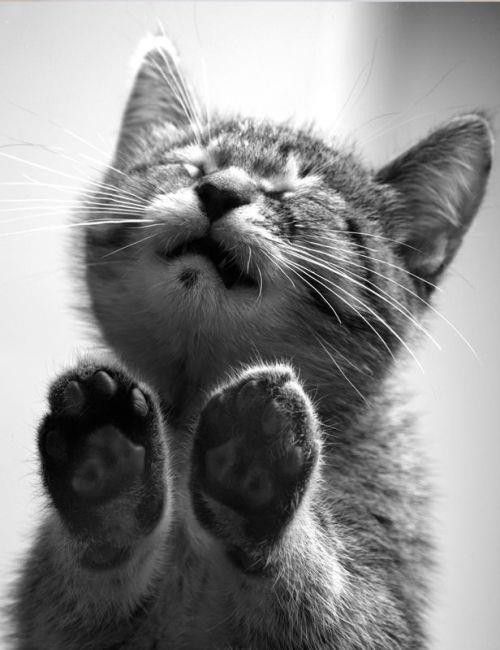 ANIMALES: GATITOS GRACIOSOS