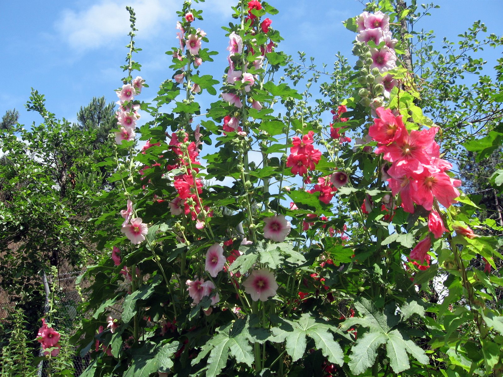 Cittaslow Botanik Park: HATMİ ÇİÇEĞİ ( Gülhatmi)