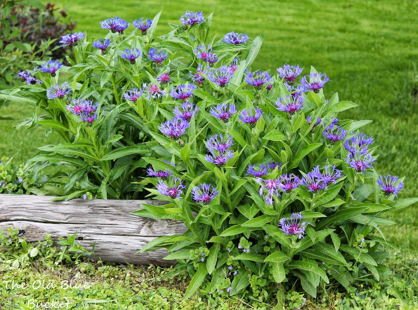 The Old Blue Bucket: What's Happening In The Garden