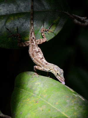 CHIPOJO LAB: What are they eating? (via MANUEL LEAL)