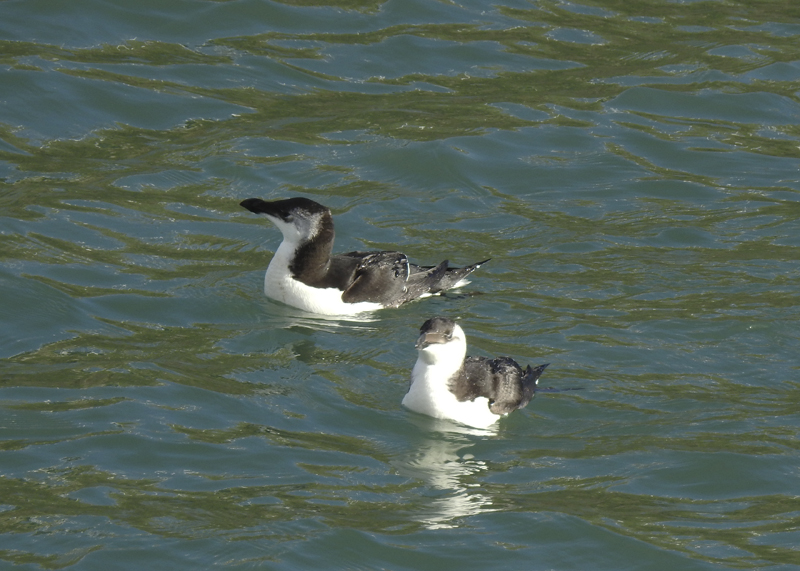 Paseos por la naturaleza: Alca torda. Alca común.