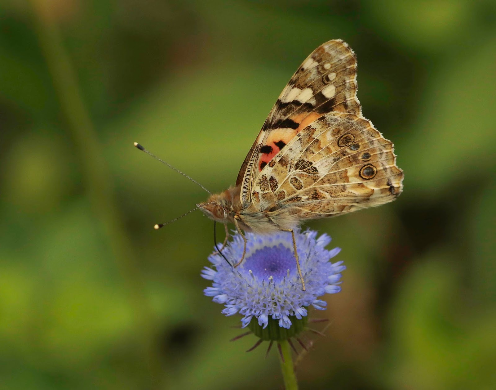 Butterflies of Vietnam: 248. Vanessa cardui cardui (The Painted Lady)