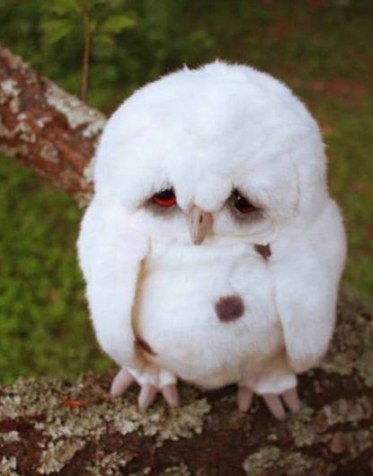 Sad owl is sad (pic) | Amazing Creatures