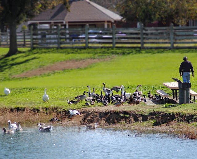 Adventures through Photography: Gibson Ranch Visit ~~ October 25, 2014