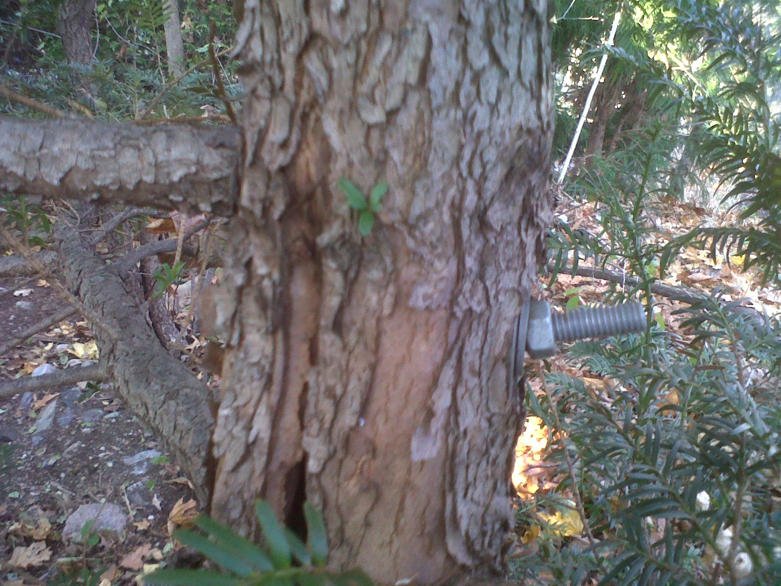 Split Stem - Tree Repair - GreenHow Pest and Termite Control Boston