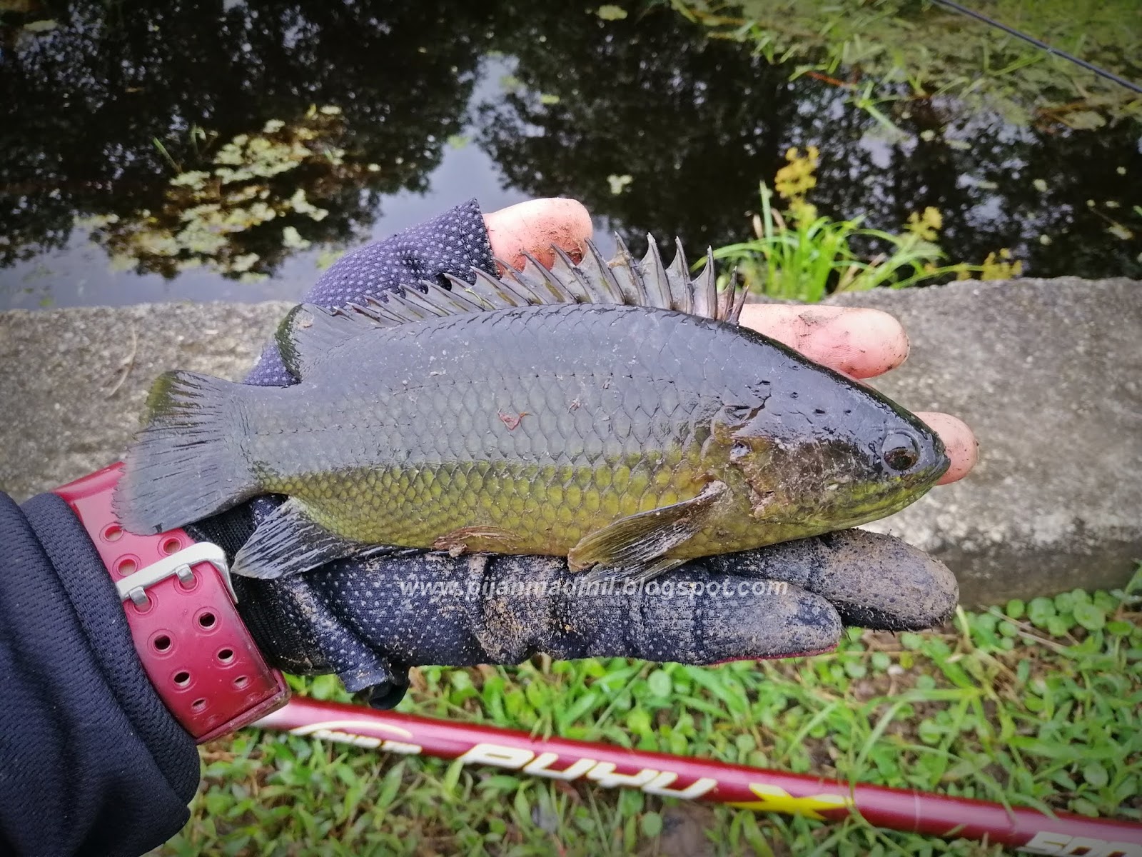 Ikan Kepar - Perumperindo.co.id