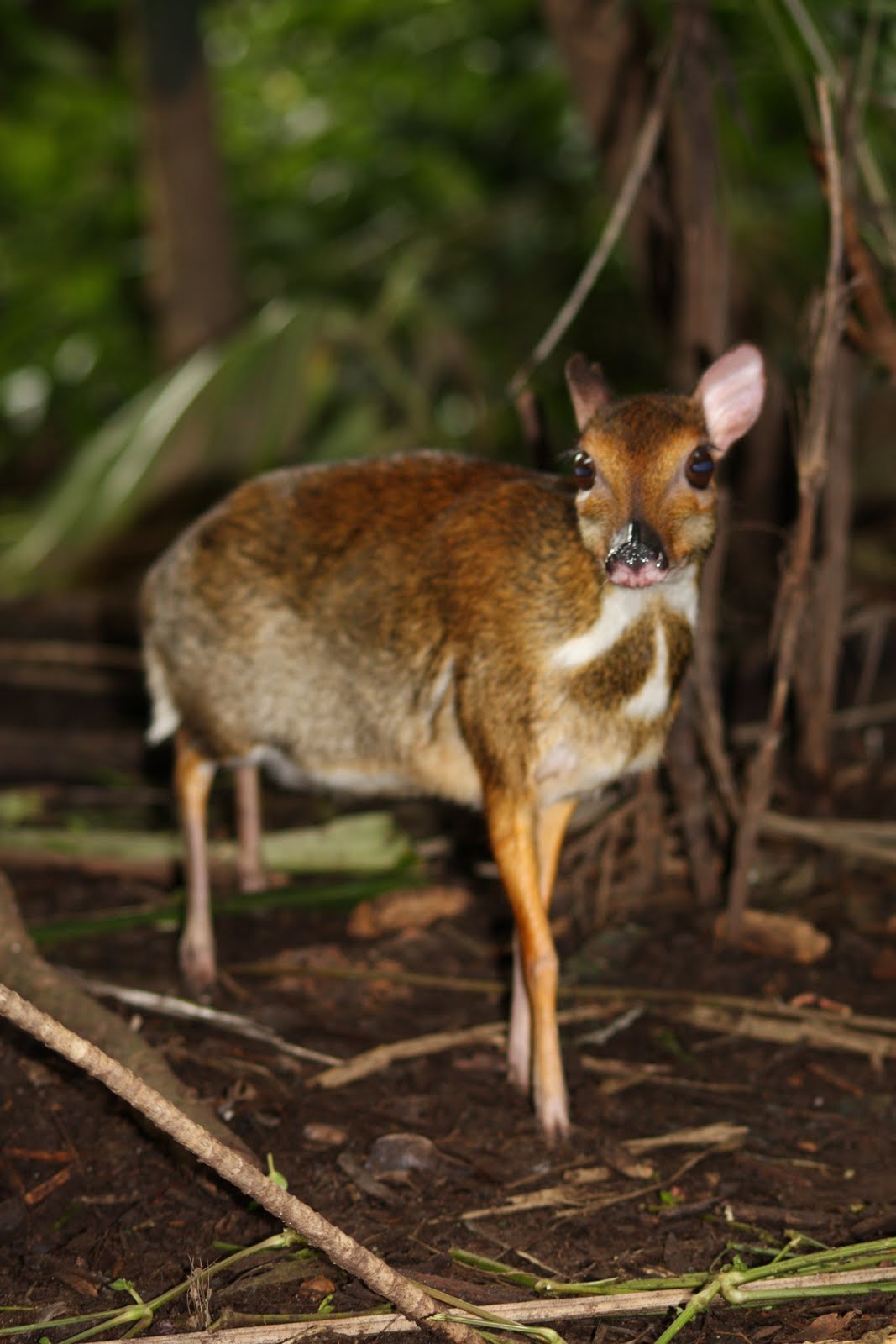 Alt og ingenting: Rare (og fine) dyr