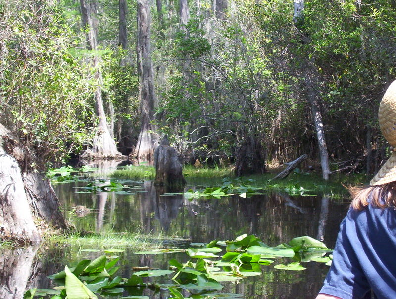 Andre's Corner: Camping at the Okefenokee swamp