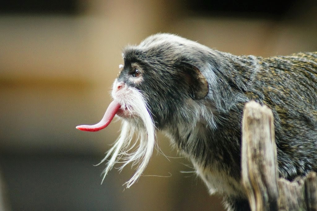 NidoKidos Official Blog: [nidokidos] weird animals Emperor Tamarin