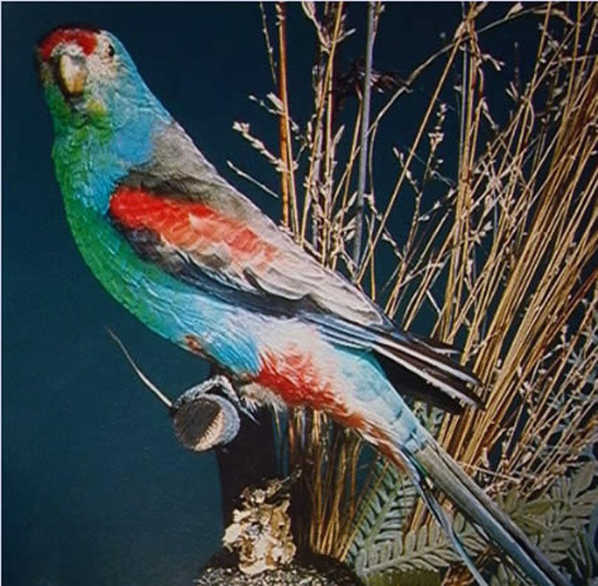 sunshinecoastbirds: John Young and the Night Parrot