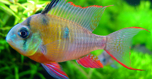 Welcome to Aquarium Pictures Blog: Fish Data : Bolivian Ram Cichlid