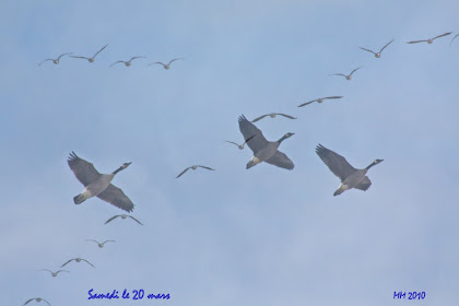 Compunere - Vestitorii primăverii | Magia Copilăriei