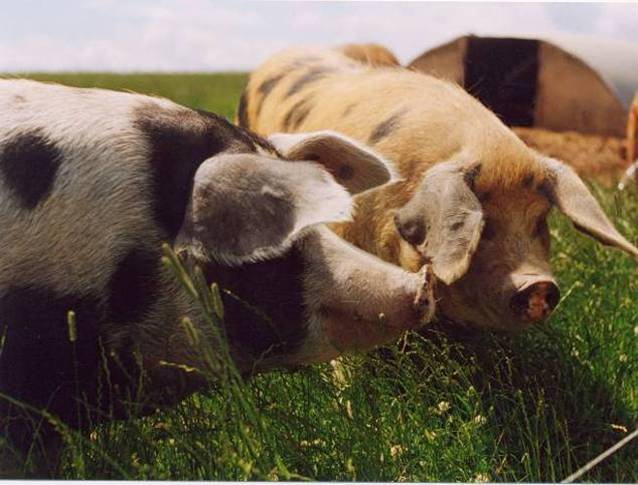 Farm Animals Photos Zoo Animals farm-animals-photos-zoo-animals