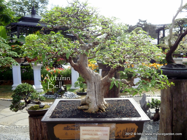 My Nice Garden: Wrightia religiosa Bonsai - Santalia, Melati, Jeliti ...