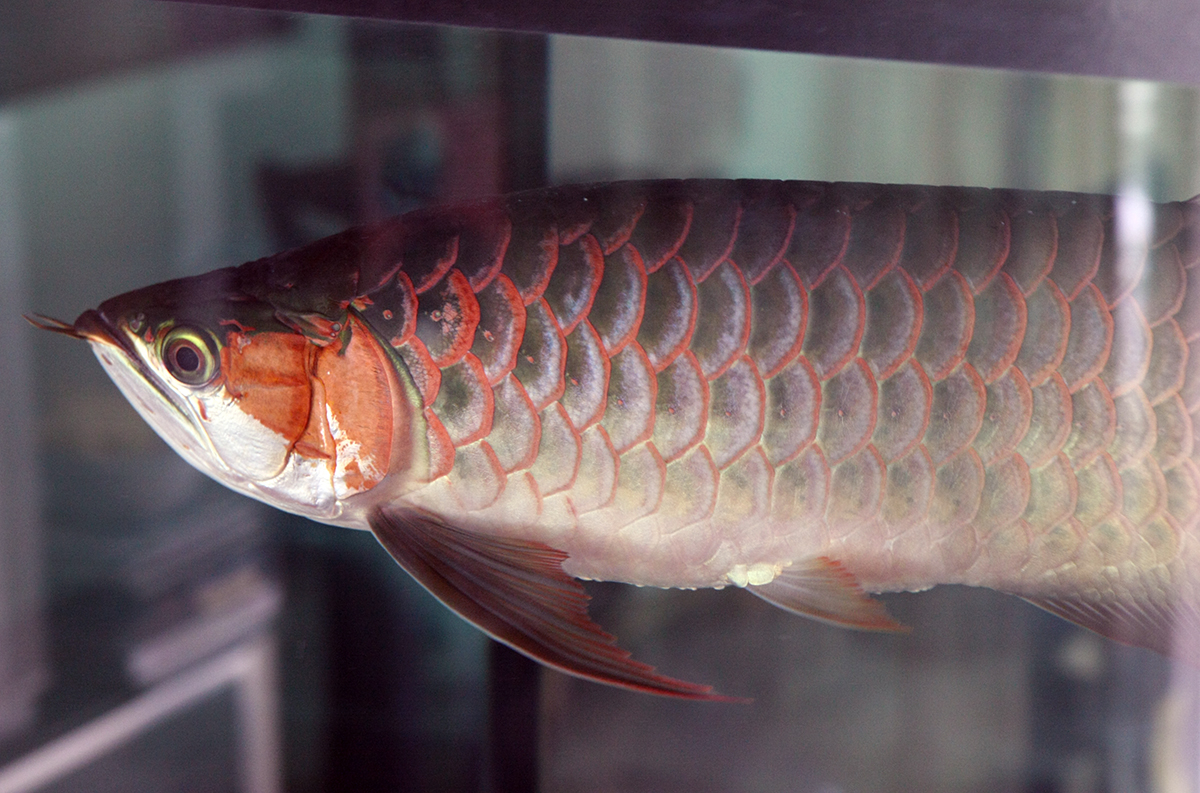 Marulioides Care Part 2