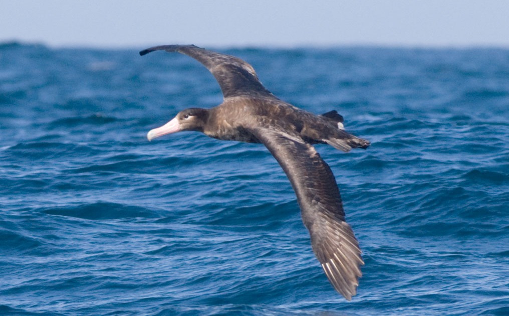 Los Farallones: First Short-tailed Albatross in 124 years!