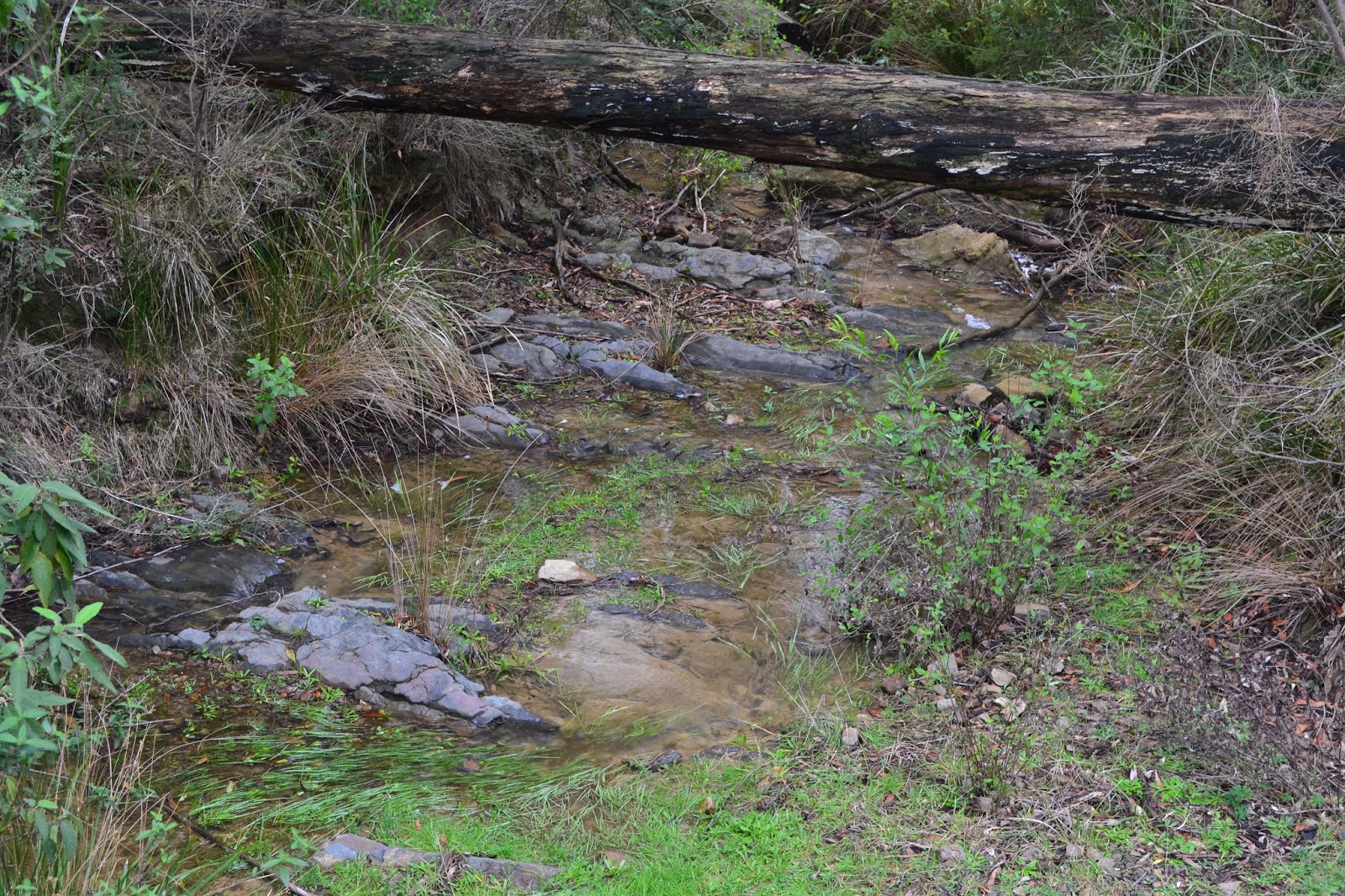 Goin' Feral One Day At A Time: Mt Everard Circuit, Kinglake National ...