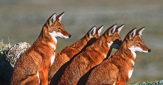 10 najugroženijih životinja svijeta: CRVENI VUK