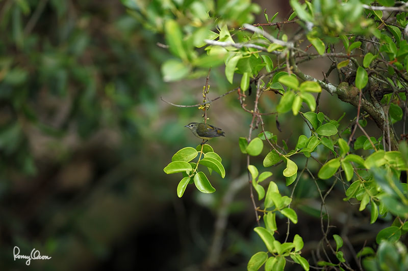 Romy Ocon's Wild Birds of the Philippines: The microscopic Pygmy ...