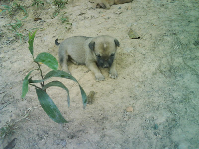 Peroto_Jr: ANAK-ANAK ANJING YANG COMEL TAPI BIKIN KESIAN